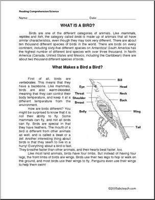 Comprehension: Birds (upper elem/ middle) – Abcteach