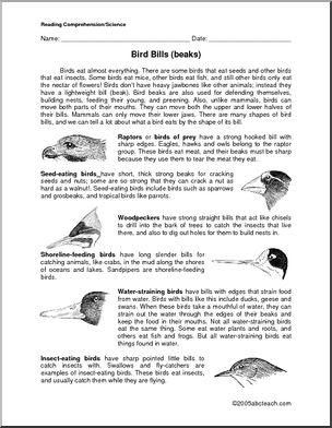 Comprehension: Birds (upper elem/ middle) – Abcteach