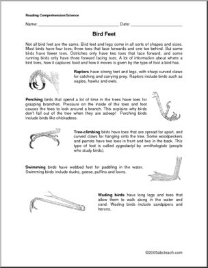 Comprehension: Birds (upper elem/ middle) – Abcteach
