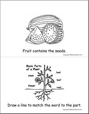 Booklet: Parts of a Plant (primary/elem) -b/w – Abcteach