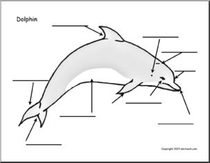 Animal Diagrams: Dolphins (labeled and unlabeled) | Abcteach