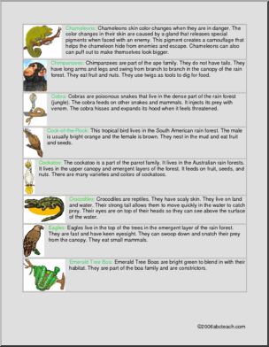 Fact Cards: Rain Forest Animals (elem/upper elem) | Abcteach