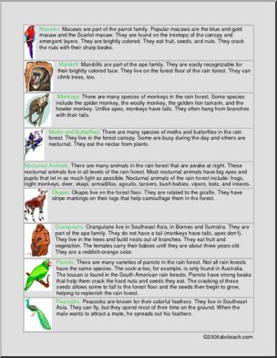 Fact Cards: Rain Forest Animals (elem/upper elem) | Abcteach