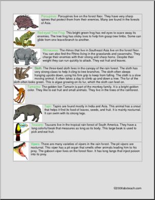 Fact Cards: Rain Forest Animals (elem/upper elem) | Abcteach
