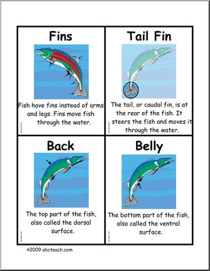 Fact Cards: Body Parts - Fish | Abcteach