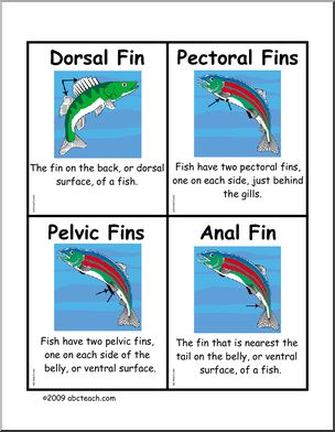 Fact Cards: Body Parts - Fish | Abcteach