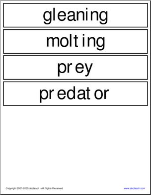 Word Wall: Birds (upper elementary/middle) – Abcteach