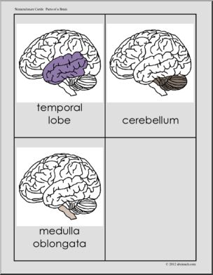 Brain Lobes Coloring Page