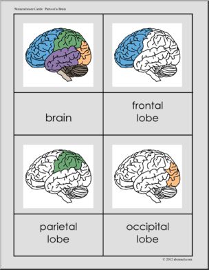 Nomenclature Cards: Human Brain; Three Part Matching (color) – Abcteach
