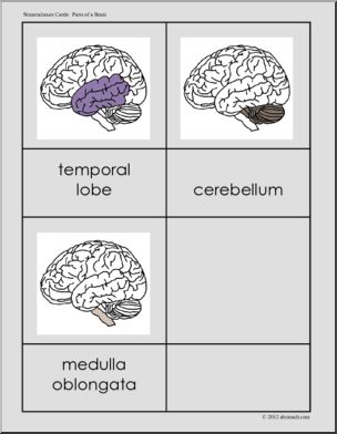 Nomenclature Cards: Human Brain; Three Part Matching (color) – Abcteach