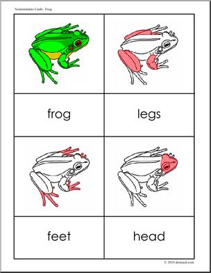 Nomenclature: Animal Anatomy Frog (red-highlight) | Abcteach