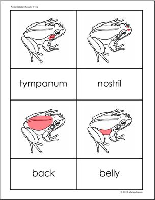 Nomenclature: Animal Anatomy Frog (red-highlight) | Abcteach