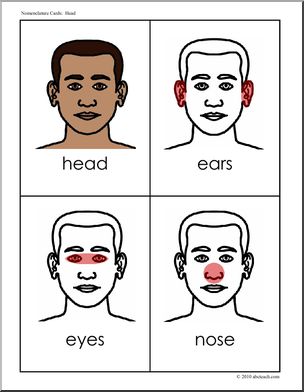 Nomenclature Cards: Human Anatomy Head (red-highlighted) (primary/elem ...