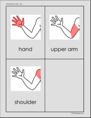 Nomenclature Cards: Human Anatomy Arm (red-highlighted) (primary/elem ...