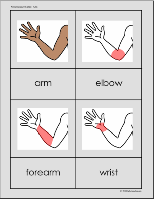 Nomenclature Cards: Human Anatomy Arm (red-highlighted) (primary/elem ...