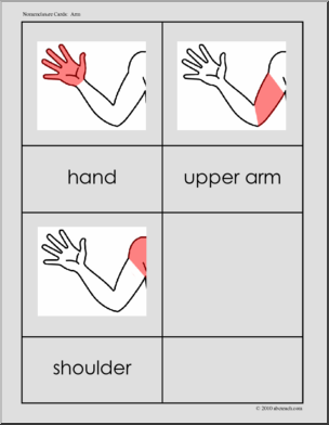 Nomenclature Cards: Human Anatomy Arm (red-highlighted) (primary/elem ...