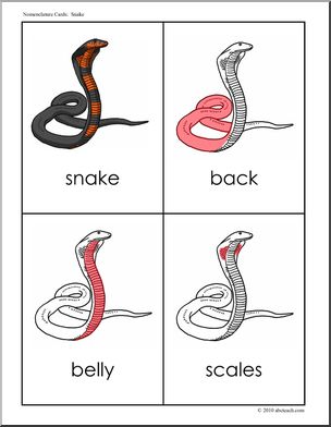 Nomenclature: Animal Anatomy Snake (red-highlight) | Abcteach