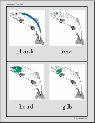 Nomenclature Cards: Fish – Abcteach
