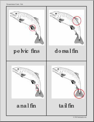 Nomenclature Cards: Fish – Abcteach