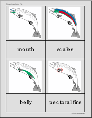 Nomenclature Cards: Fish – Abcteach