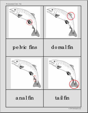 Nomenclature Cards: Fish – Abcteach