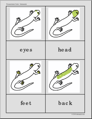 Nomenclature Cards: Salamander | Abcteach