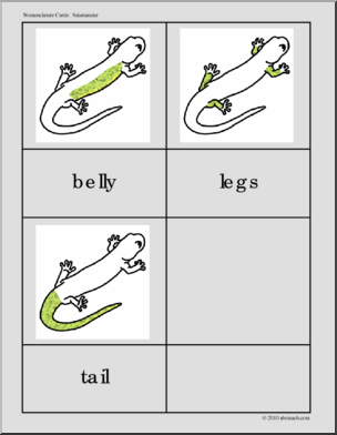 Nomenclature Cards: Salamander | Abcteach