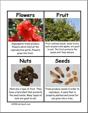 Fact Cards: Parts of a Tree – Abcteach