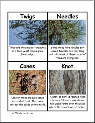 Fact Cards: Parts of a Tree – Abcteach