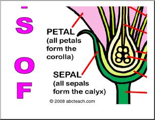 Large Poster: Plant Flower Parts (color) – Abcteach