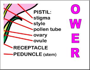 Large Poster: Plant Flower Parts (color) – Abcteach