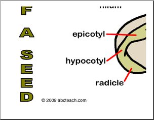 Large Poster: Plant Seed Parts (color) – Abcteach