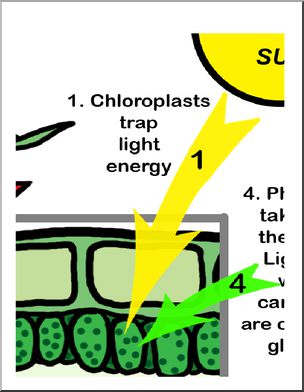 Large Poster: Photosynthesis in a Leaf (color) – Abcteach