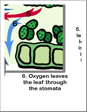Large Poster: Photosynthesis in a Leaf (color) – Abcteach