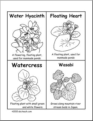 Vocabulary Cards: Water Plants (b/w) (upper elem/middle) | Abcteach