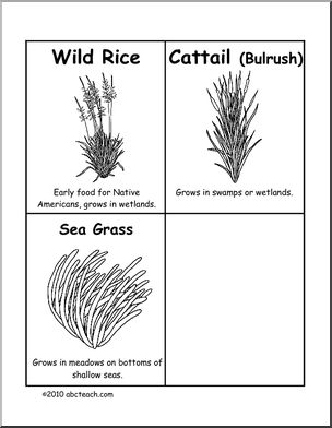Vocabulary Cards: Water Plants (b/w) (upper elem/middle) | Abcteach